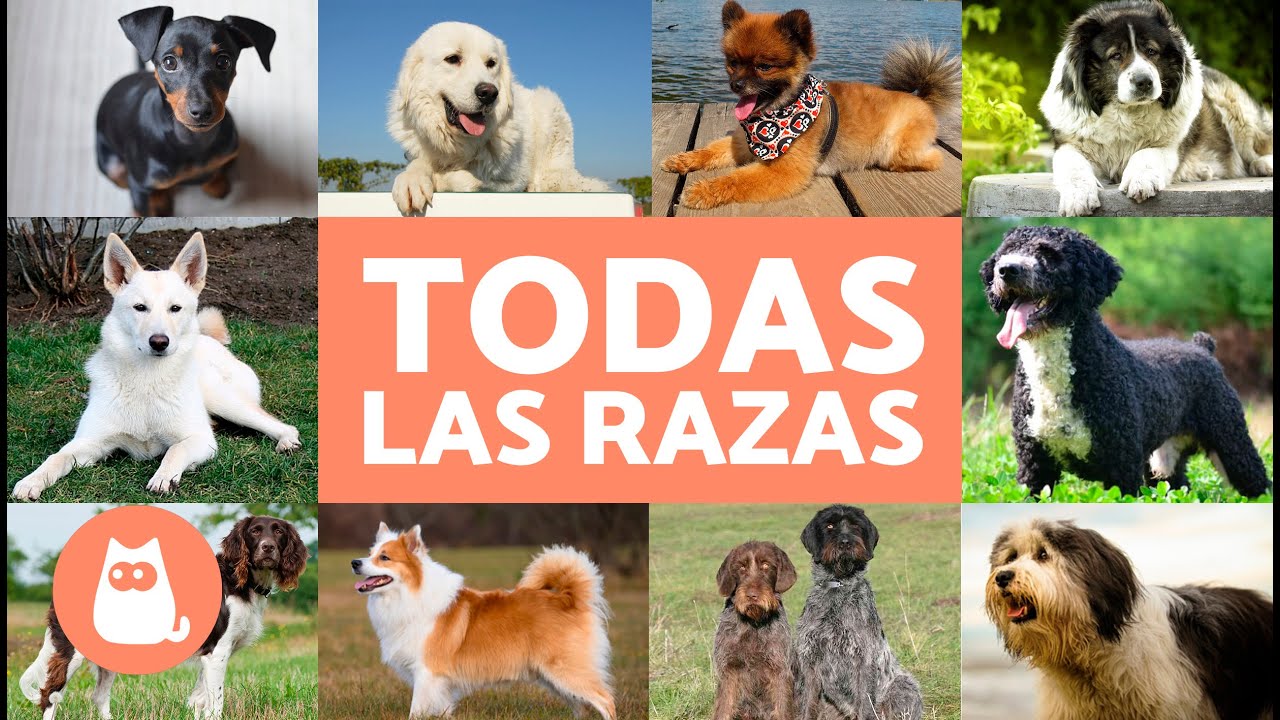 Descubre las Razas de Perros Existentes