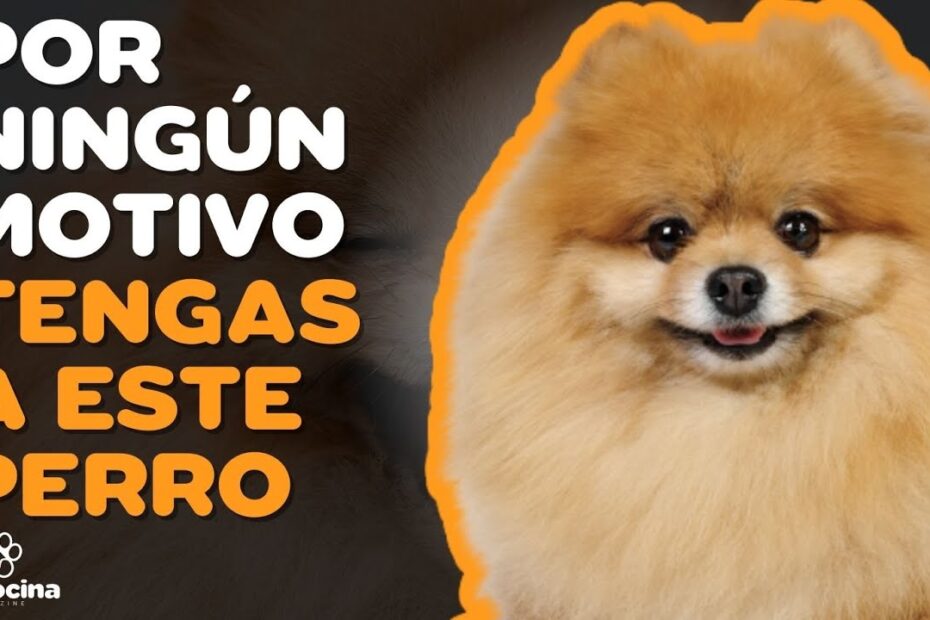 ¿Qué Pienso Necesita un Mini Toy de Pomerania? - Consejos y Recomendaciones
