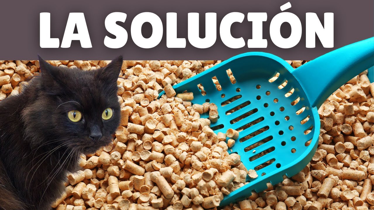 ¿Qué es la arena biodegradable para gatos y cómo funciona?